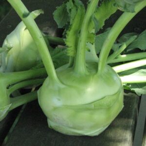 Ferme Poulin-Turcotte – Ferme maraîchère