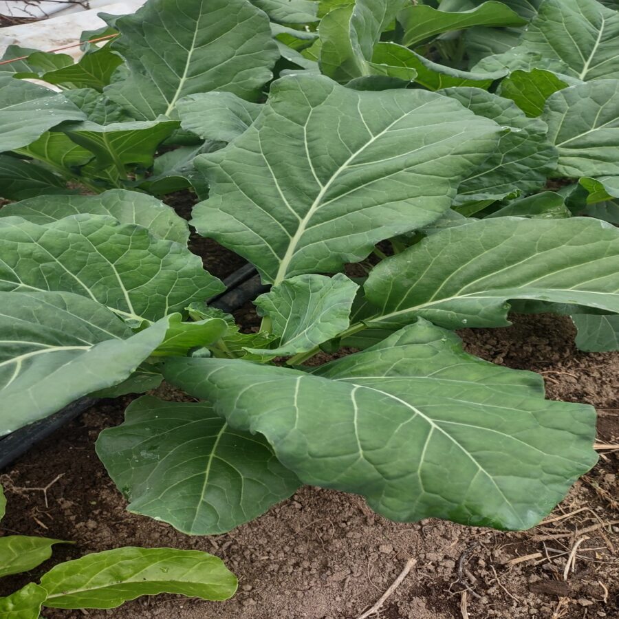 Boutique – Ferme Poulin-Turcotte